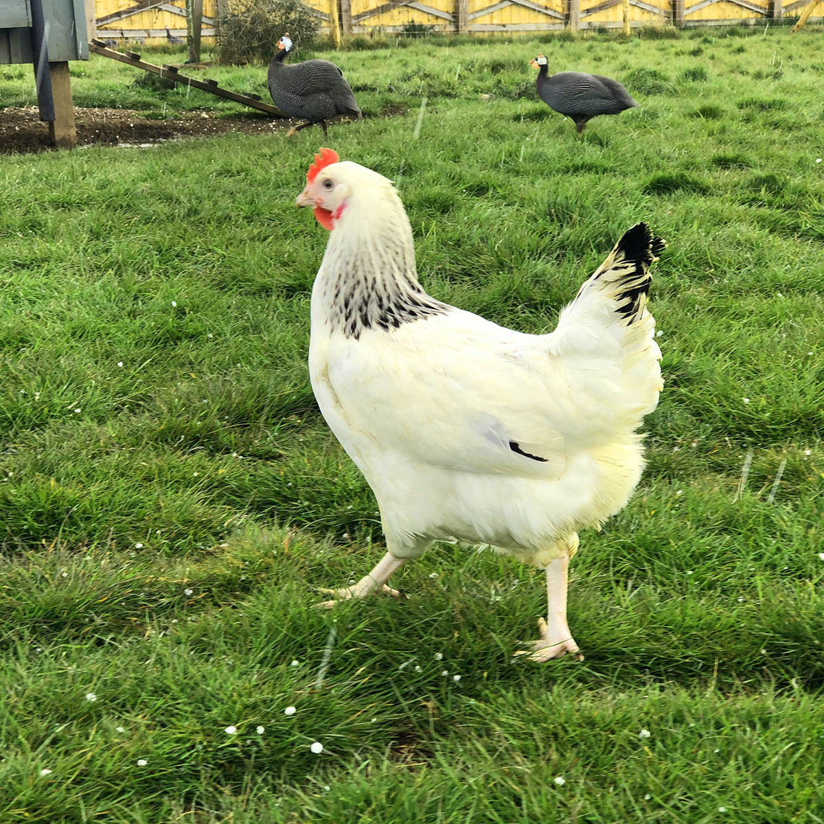 Old Sussex Star Hybrid Hens For Sale | P.O.L | Uk Poultry – UK POULTRY