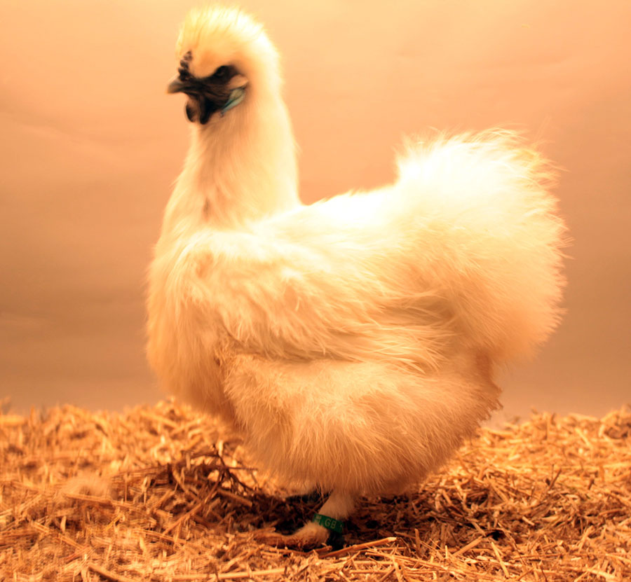 White Silkie Large Fowl – UK POULTRY
